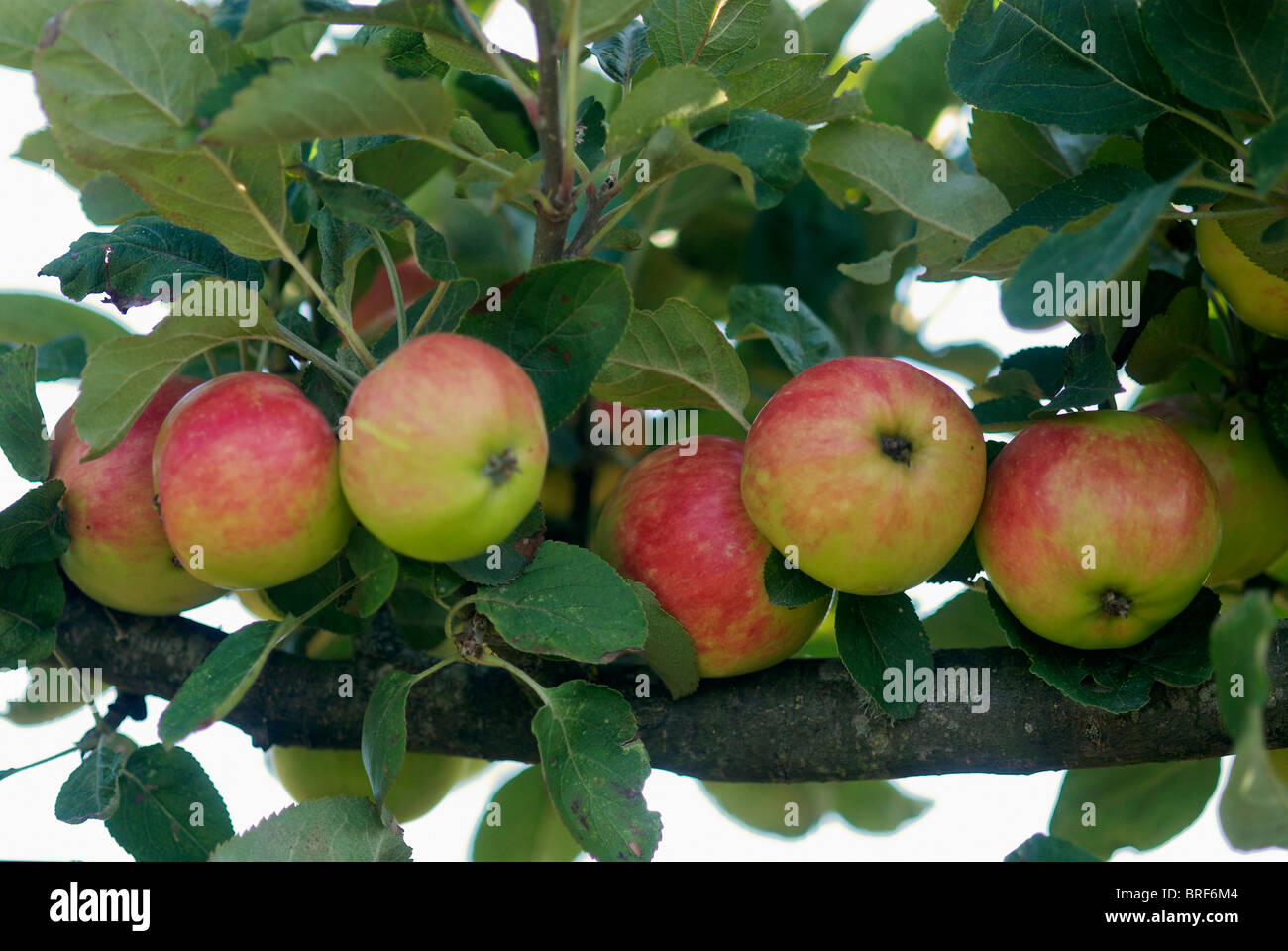 Apples on espalier tree, close-up Stock Photo - Alamy