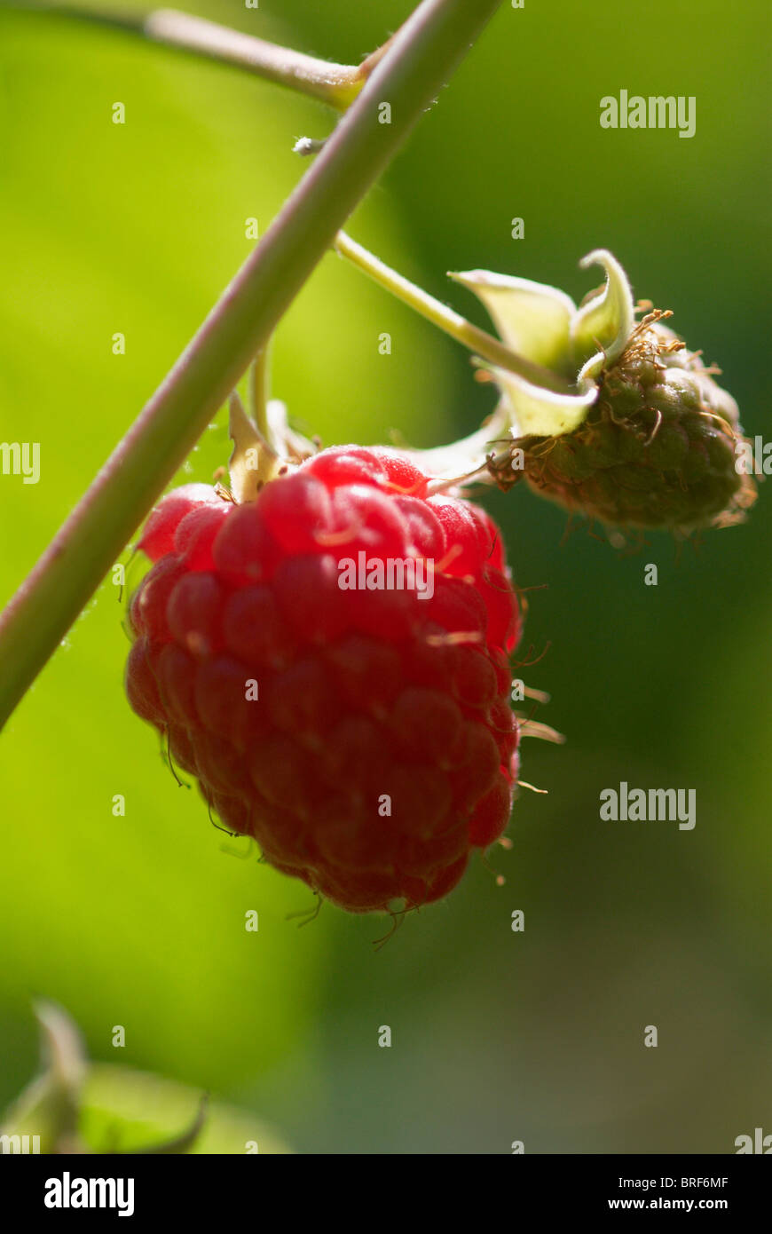 Close-up of raspberry on vine Stock Photo - Alamy