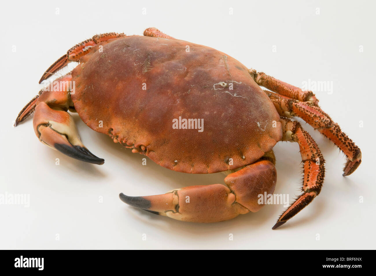 Edible crab on white background, close-up Stock Photo - Alamy