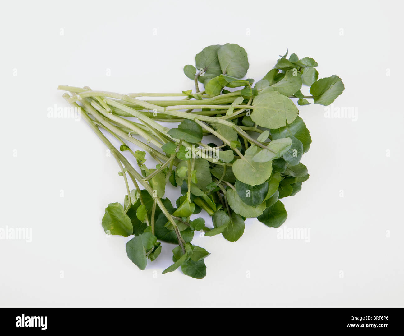Watercress Leaves High Resolution Stock Photography and Images - Alamy