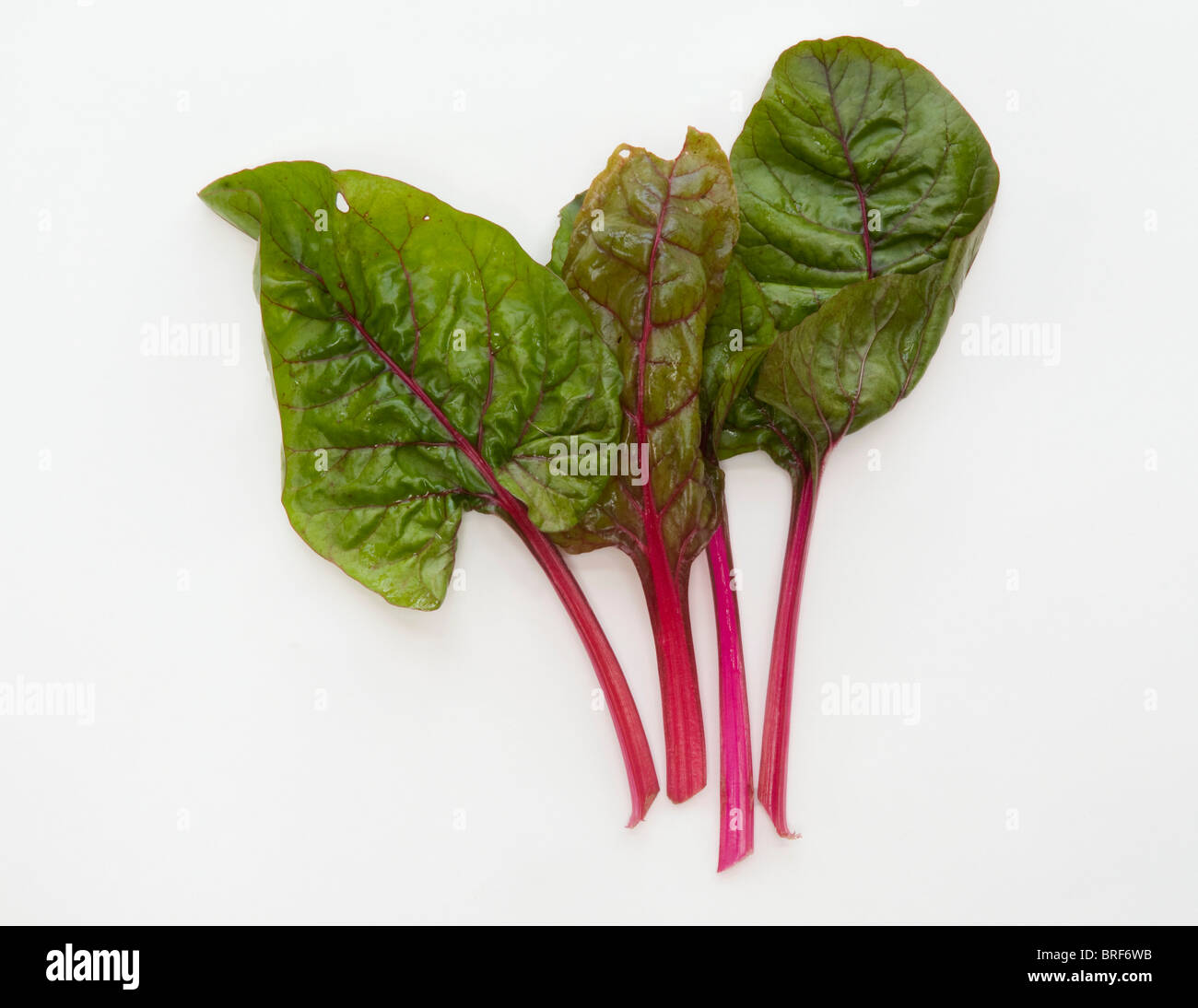 Ruby red chard leaves on white background Stock Photo - Alamy