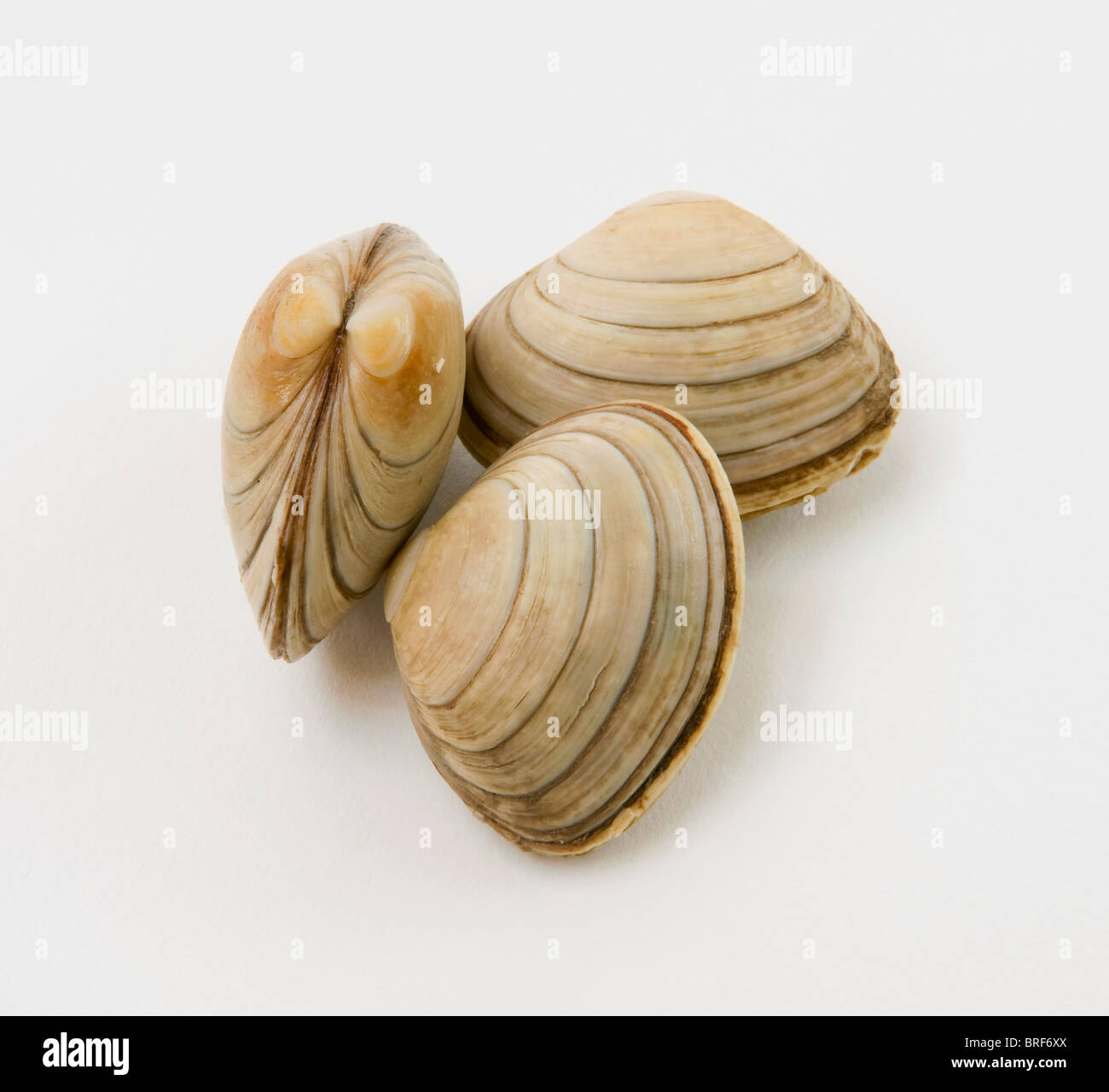 Clam shell image hi-res stock photography and images - Alamy