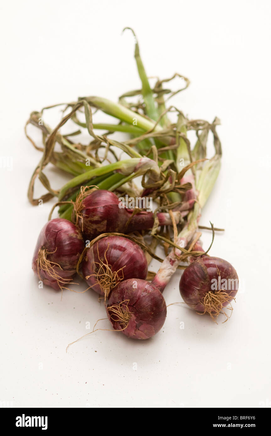 Red onions with stems on white background Stock Photo - Alamy