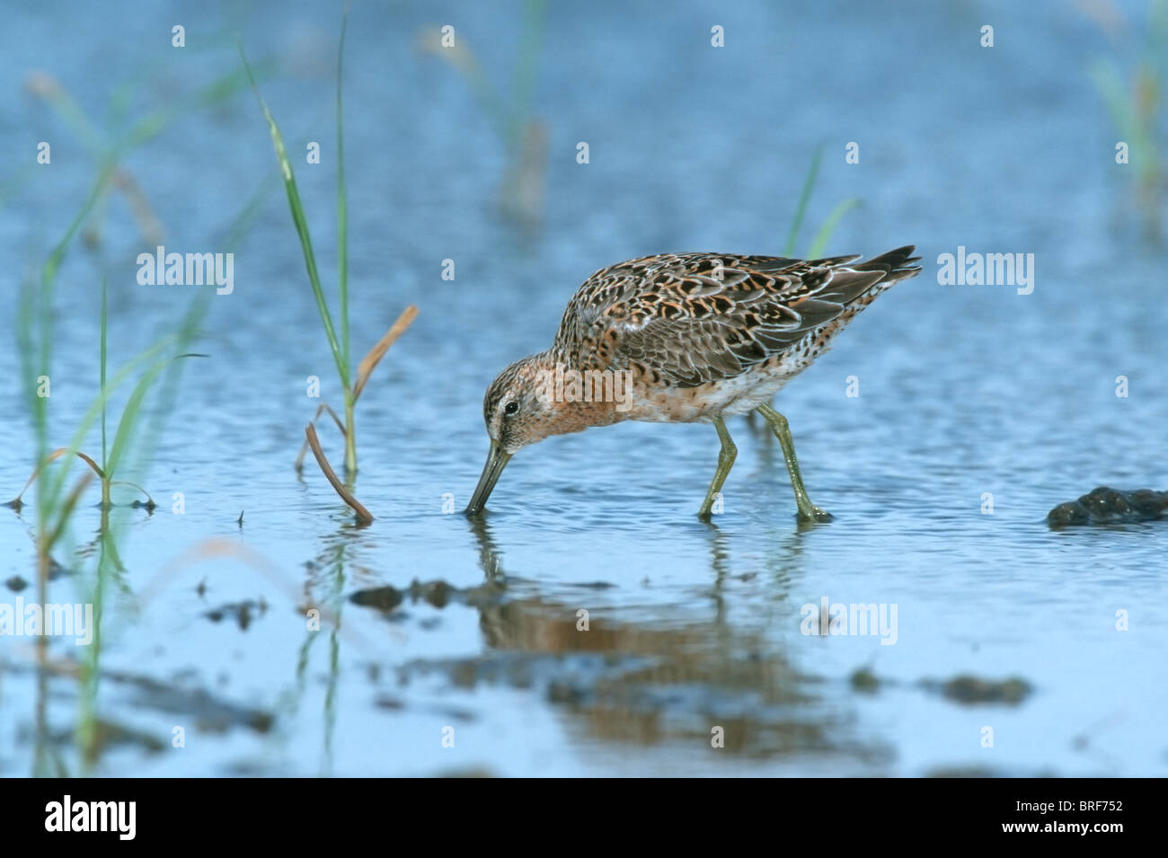 Short wing hi-res stock photography and images - Alamy