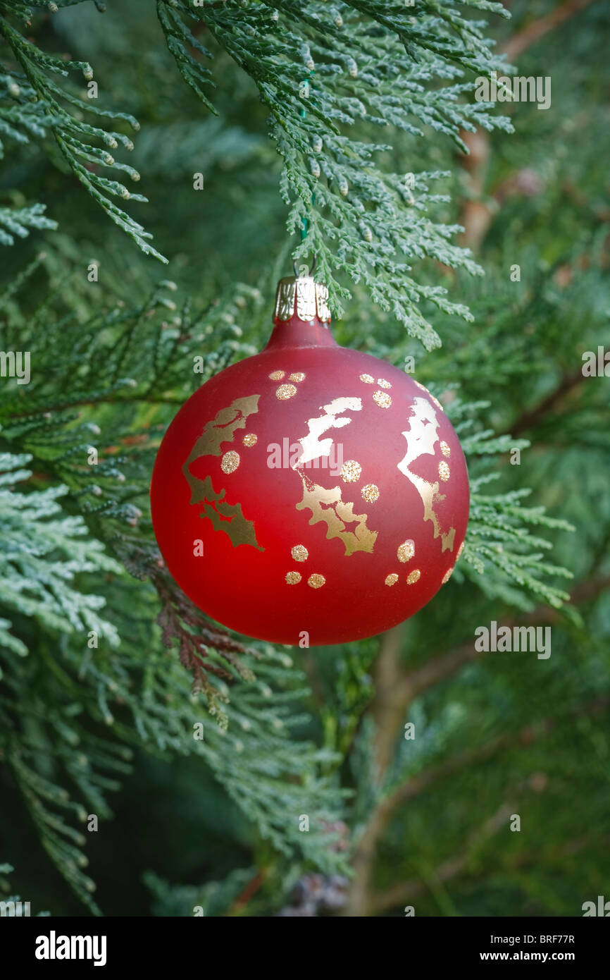 Red christmas bauble hanging in an authentic christmas tree Stock Photo ...