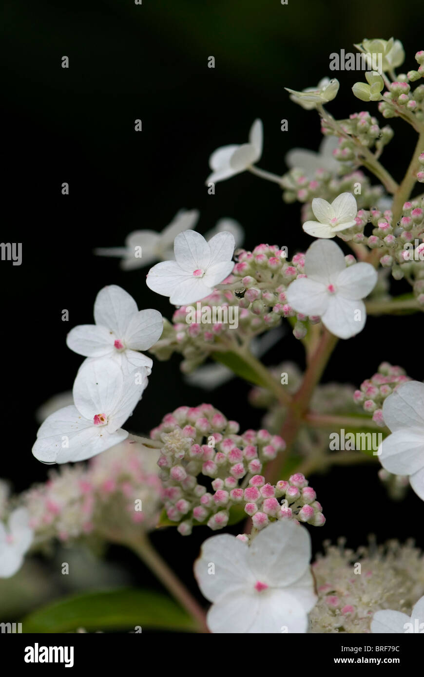 Close up white hydrangea paniculata flower hi-res stock photography and ...