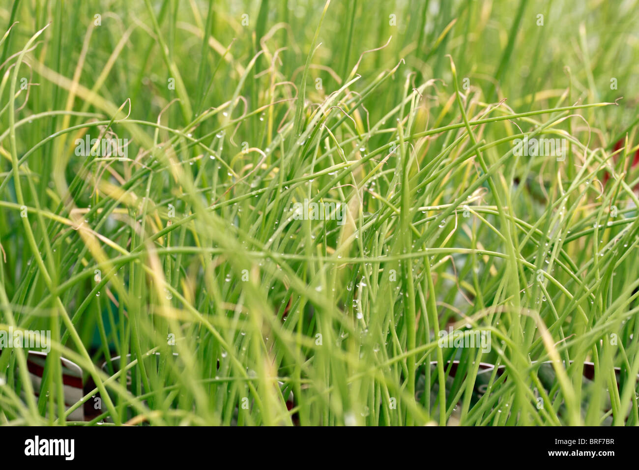 Spring onions, Allium wakegi, also known as scallions, salad onion ...