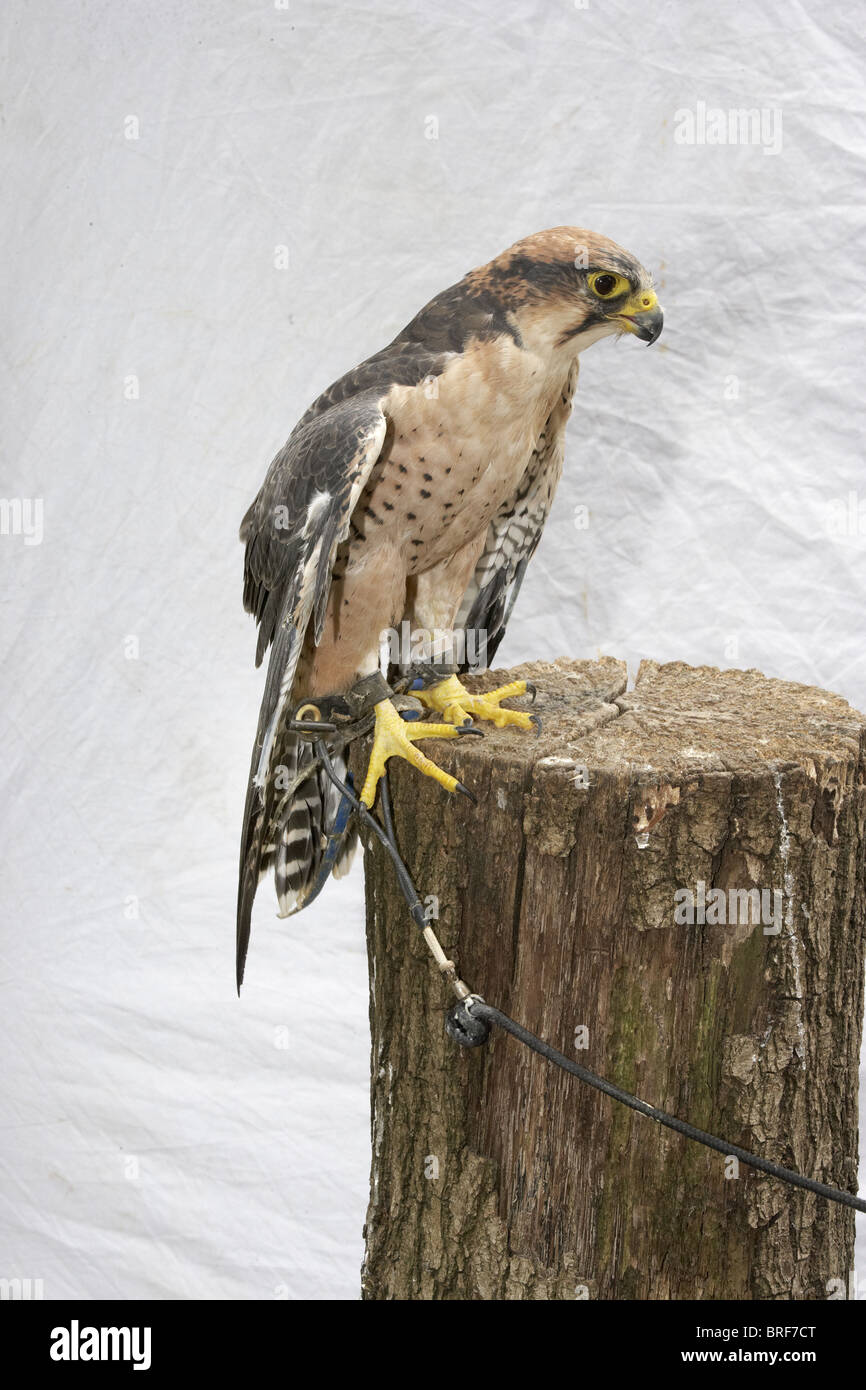 Falcon on a tree hi-res stock photography and images - Alamy