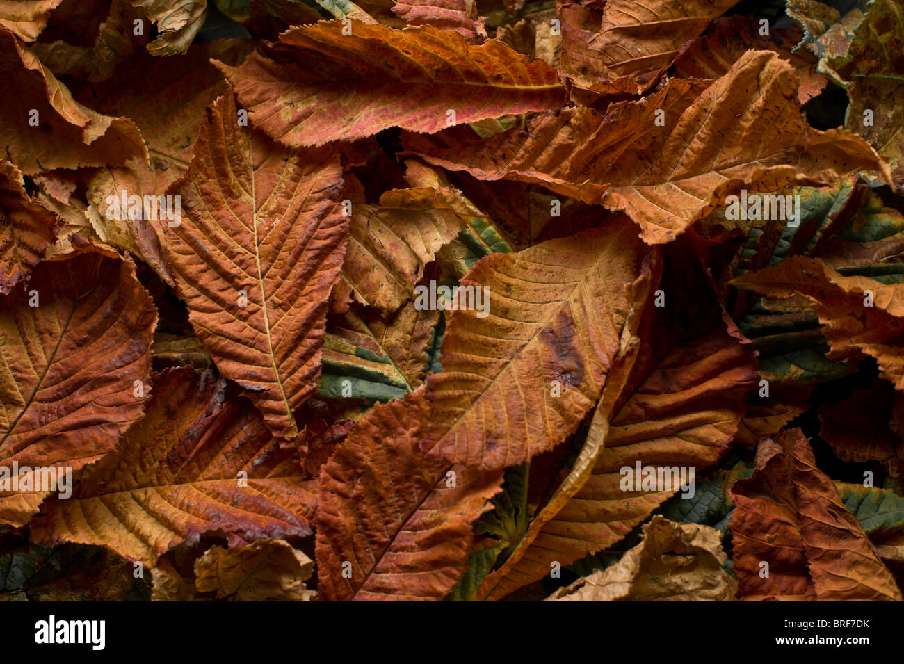 Rustling leaves hi-res stock photography and images - Alamy