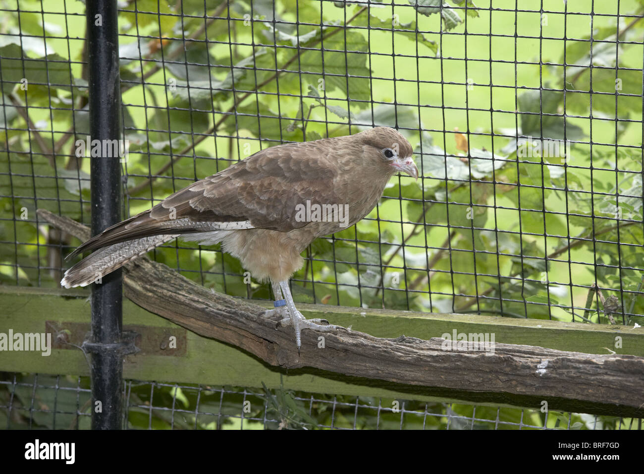 Chimango caracara hi-res stock photography and images - Alamy