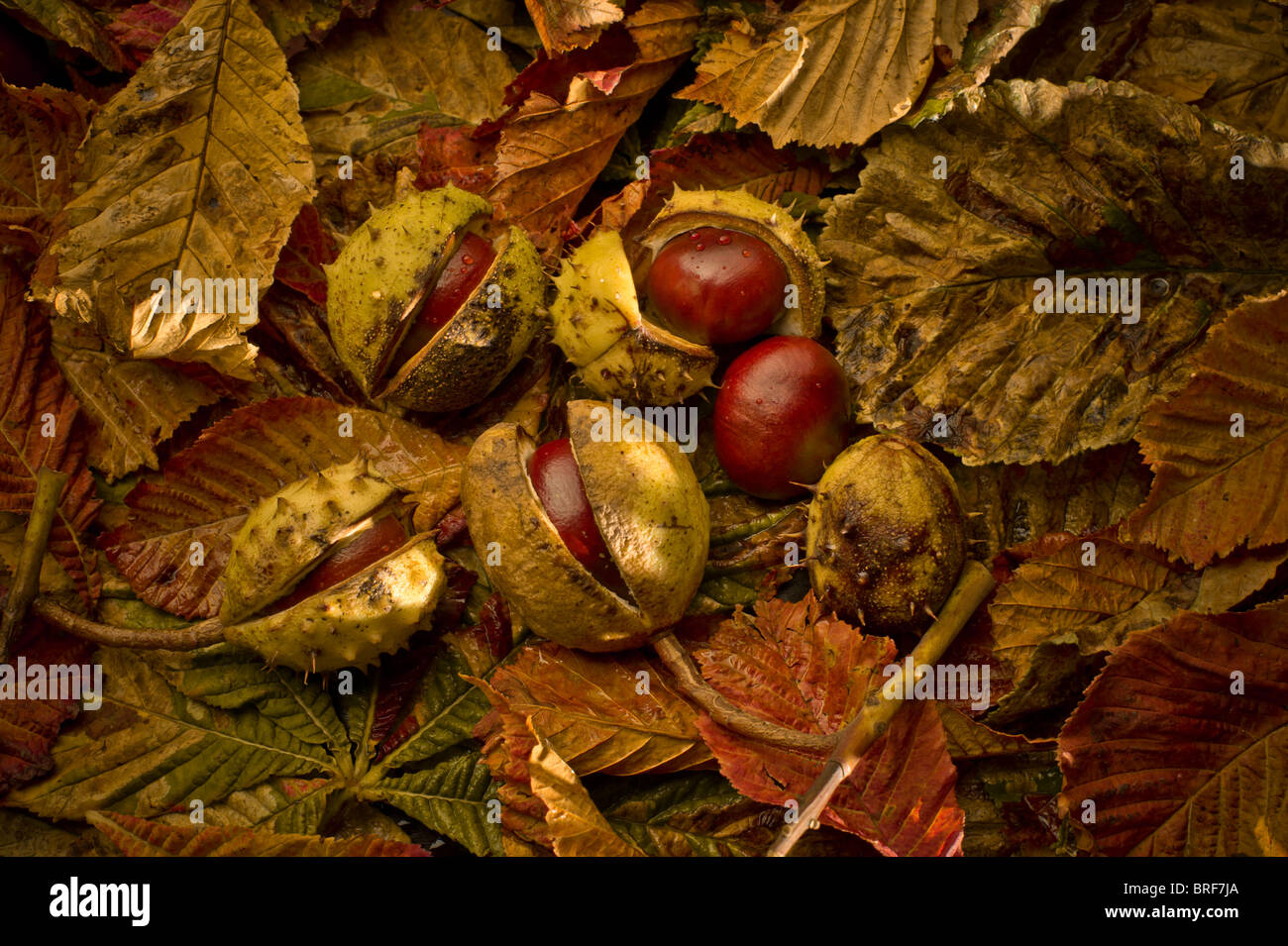 fallen conkers lying on leaves Stock Photo - Alamy