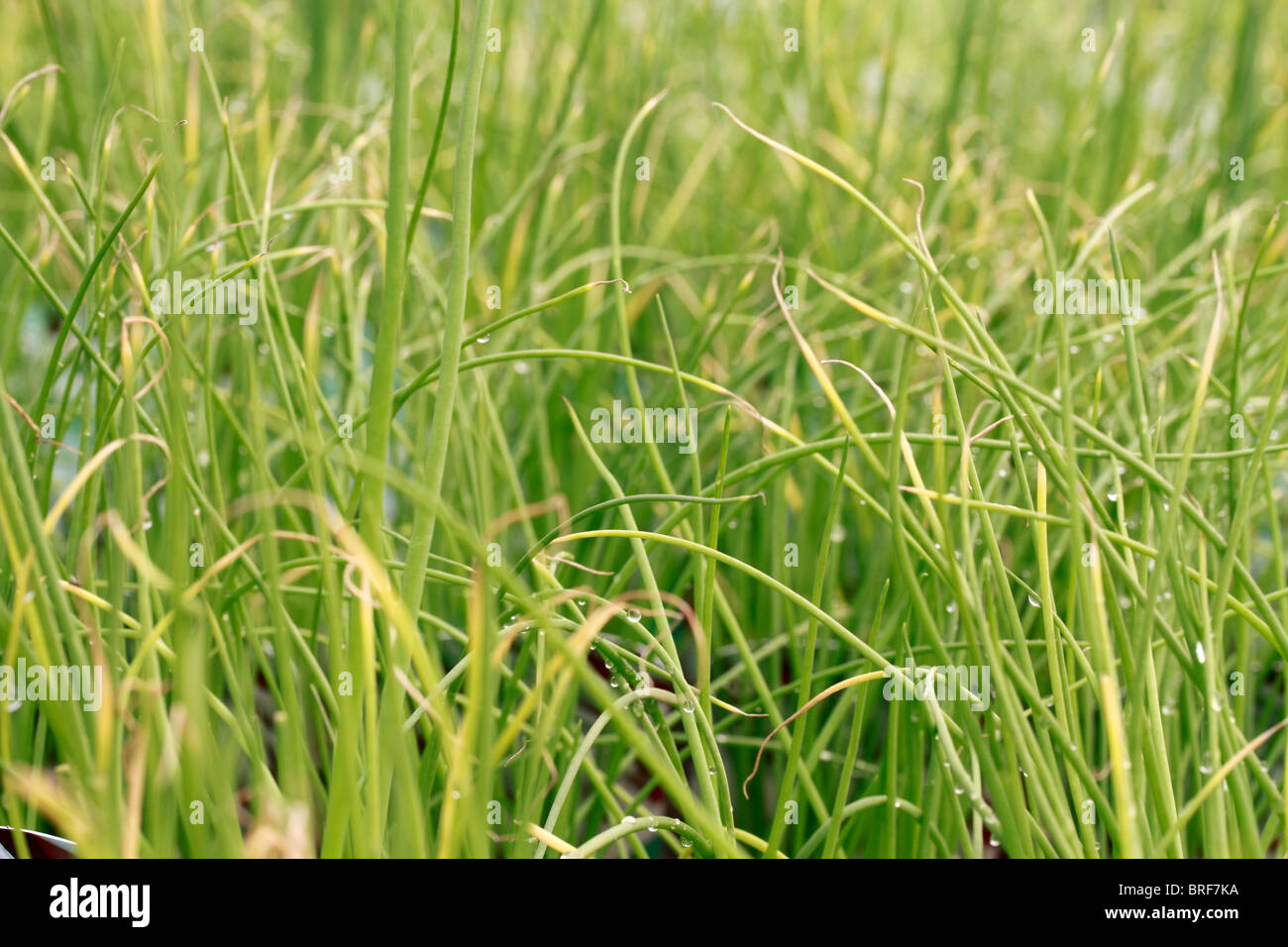 Spring onions, Allium wakegi, also known as scallions, salad onion ...