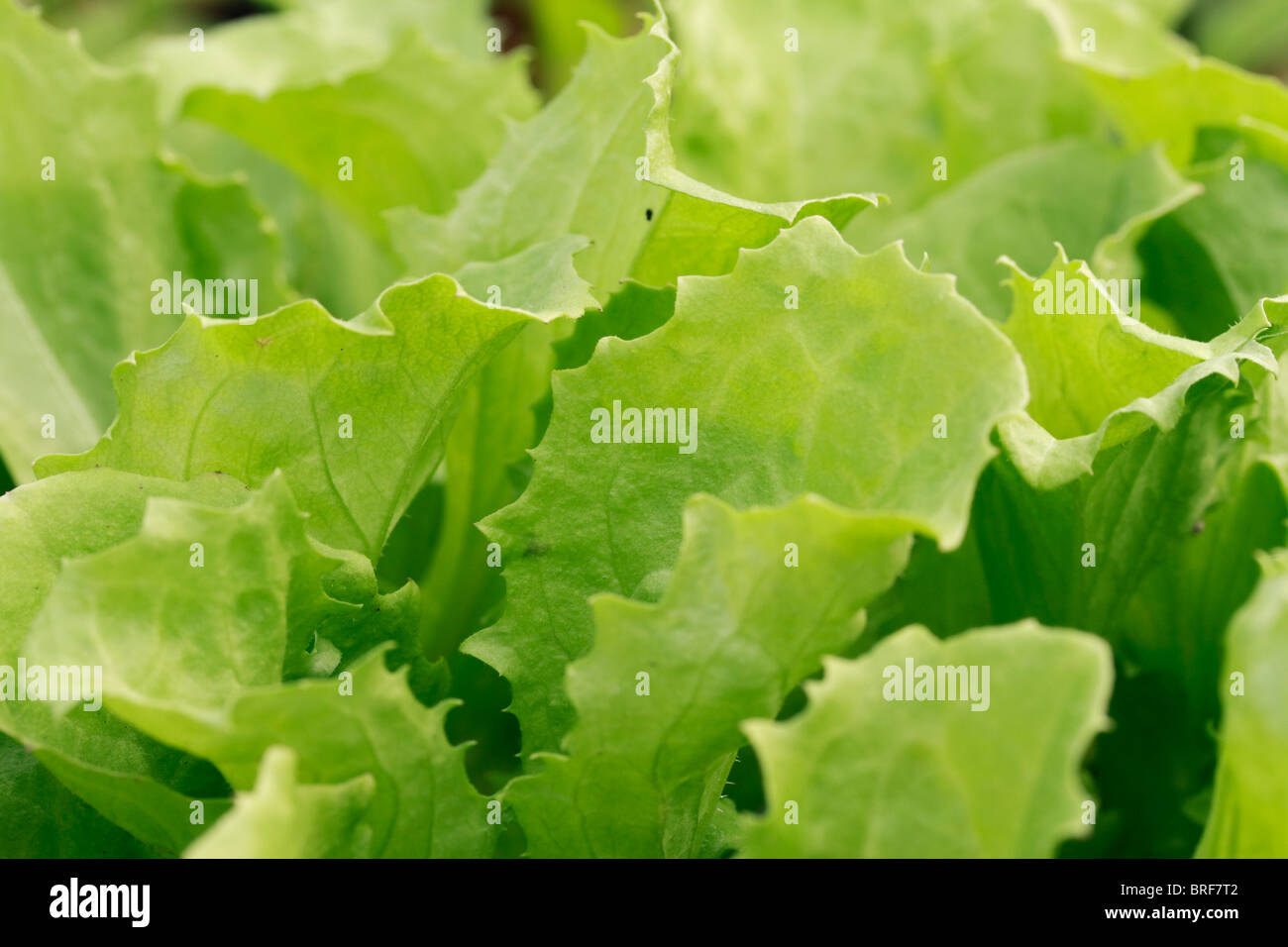 Endive cichorium endivia hi-res stock photography and images - Alamy
