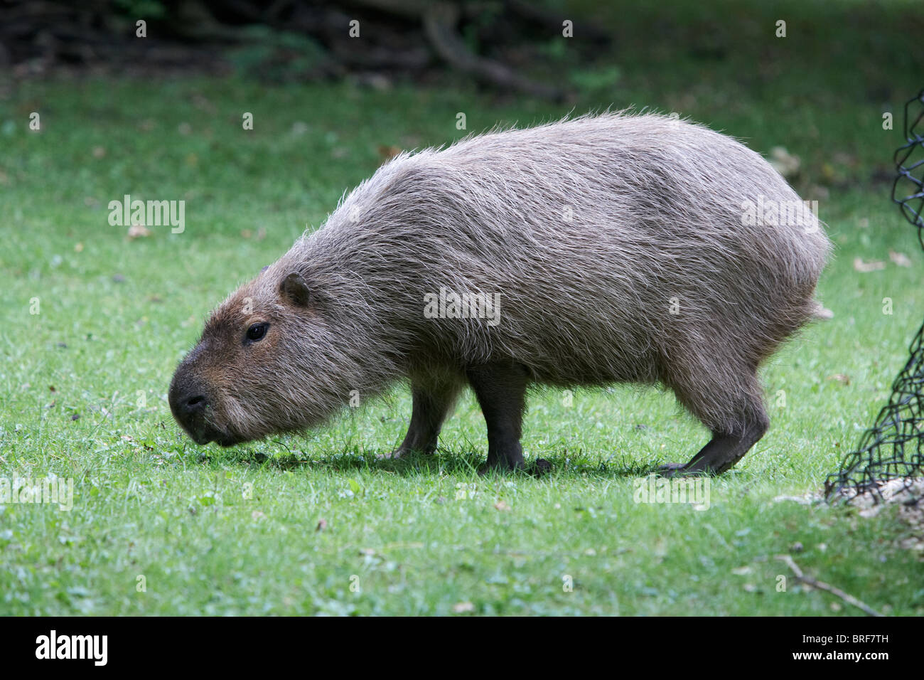 Capybara (Hydrochoerus hydrochaeris Stock Photo - Alamy
