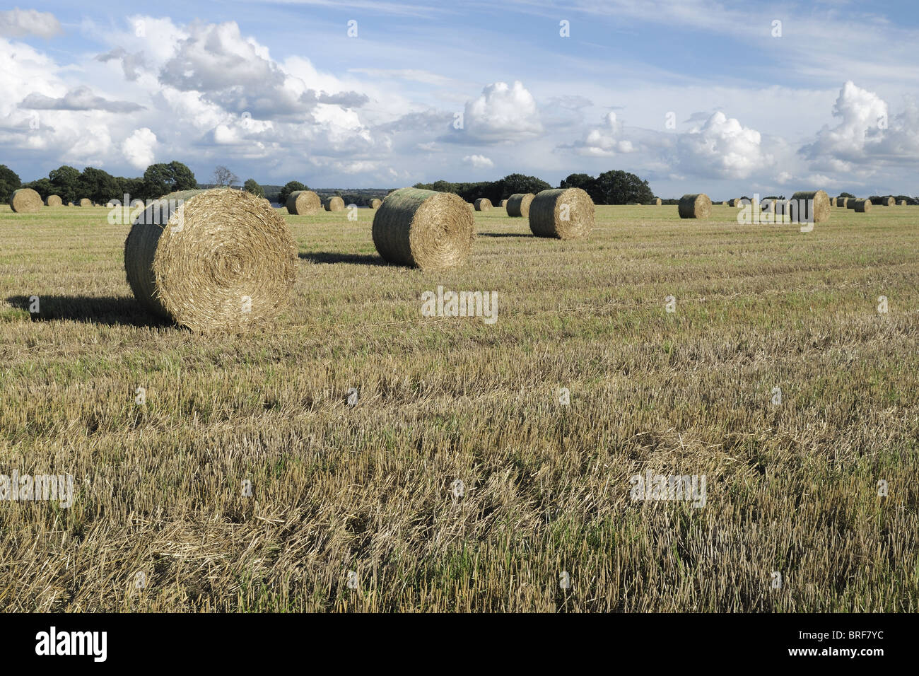 Sheaf of corn hi-res stock photography and images - Alamy