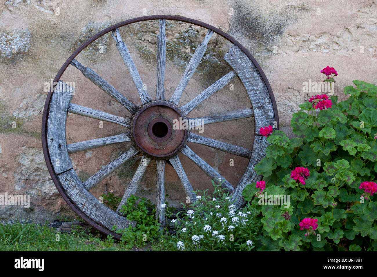 Cartwheel flowers hi-res stock photography and images - Alamy