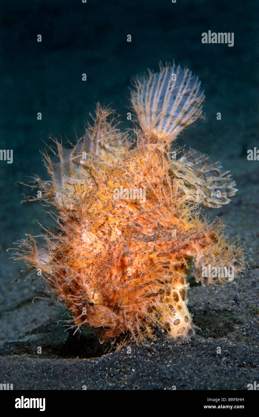 Hispid Anglerfish (Antennarius hispidus), doing a handstand on sand ...