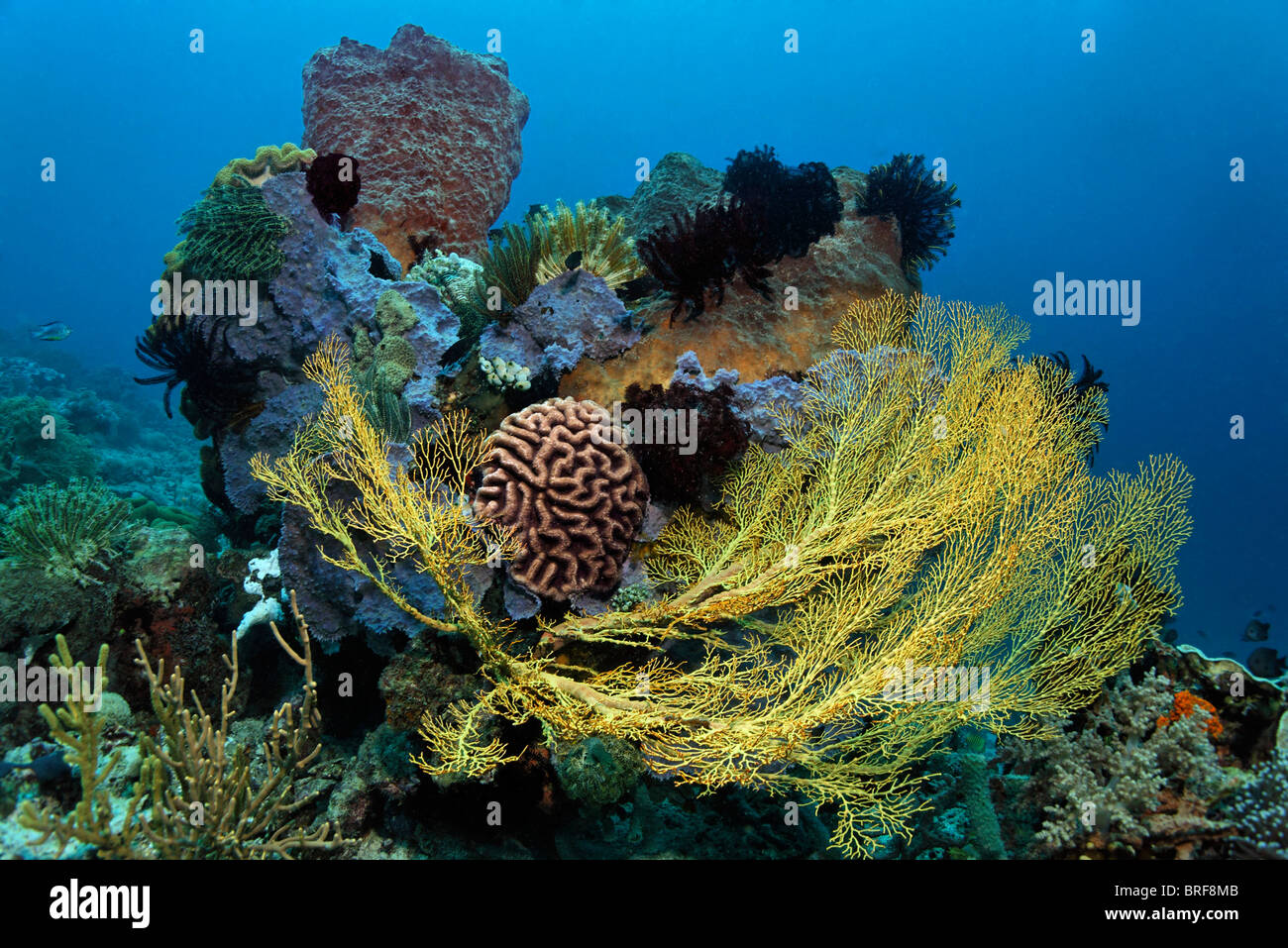 Reef block with sea fans, sponges and feather stars, Gangga Island ...