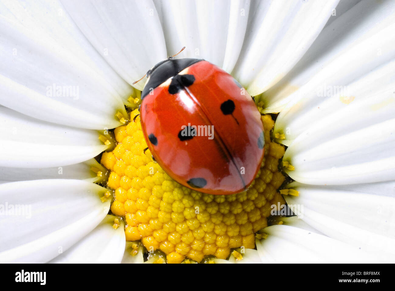 ladybug on daisy Stock Photo - Alamy