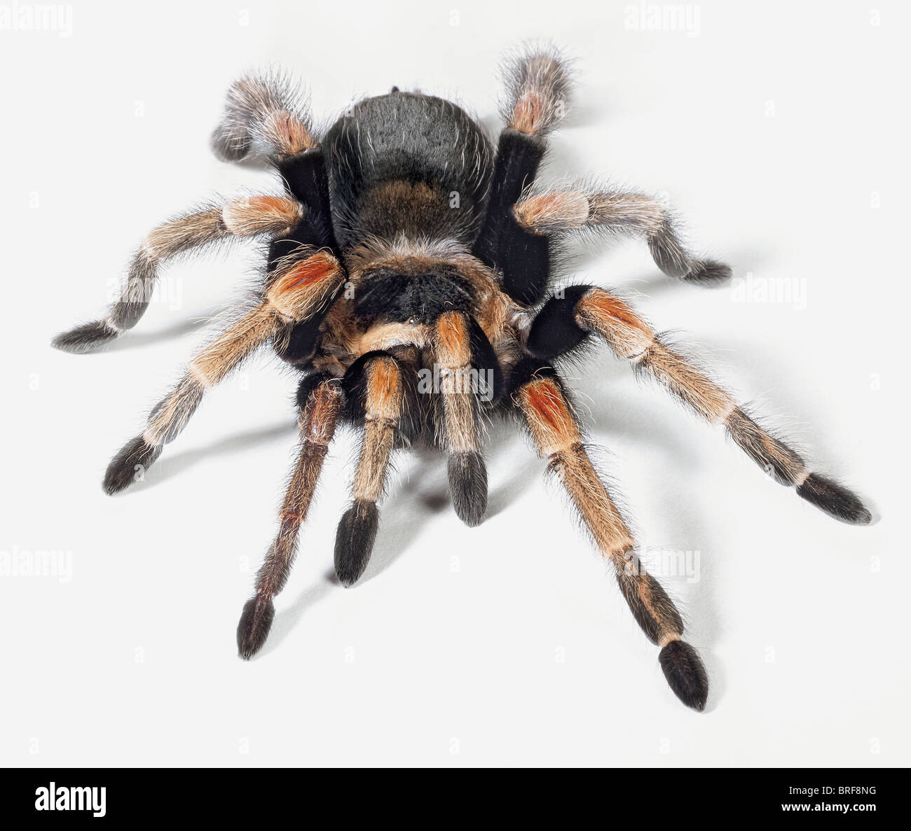 Mexican red kneed tarantula, (Brachypelma smithi Stock Photo - Alamy
