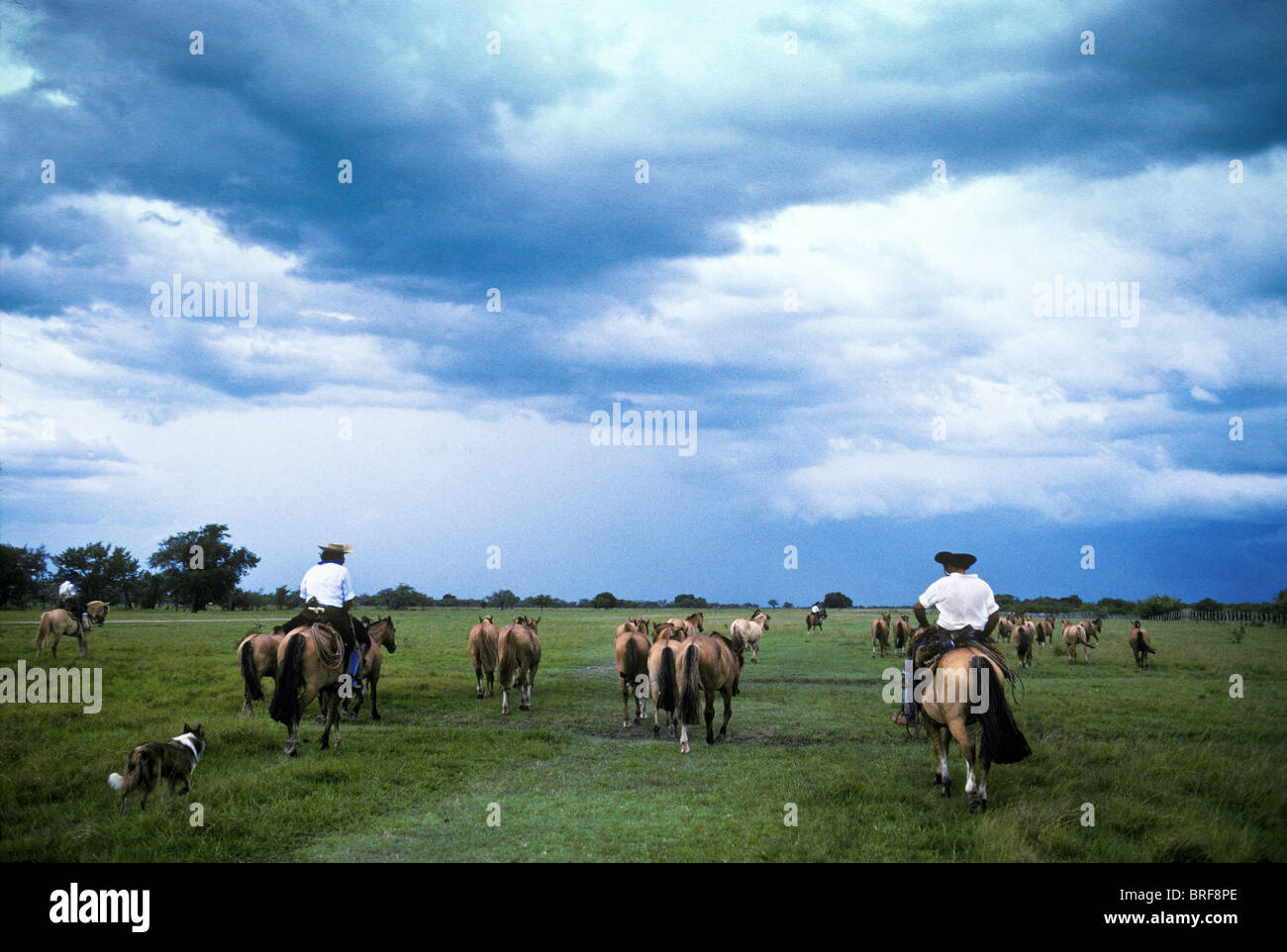 Cattle Ranch In Argentina