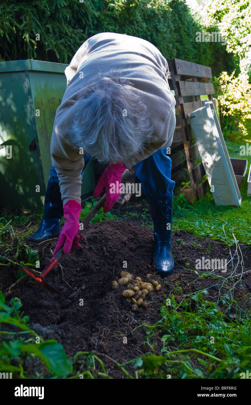 Lifting potato garden hi-res stock photography and images - Alamy