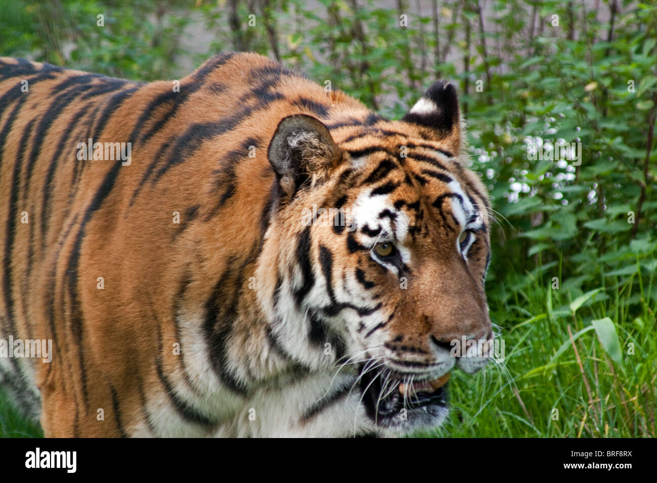 Wild siberian tigers hi-res stock photography and images - Alamy