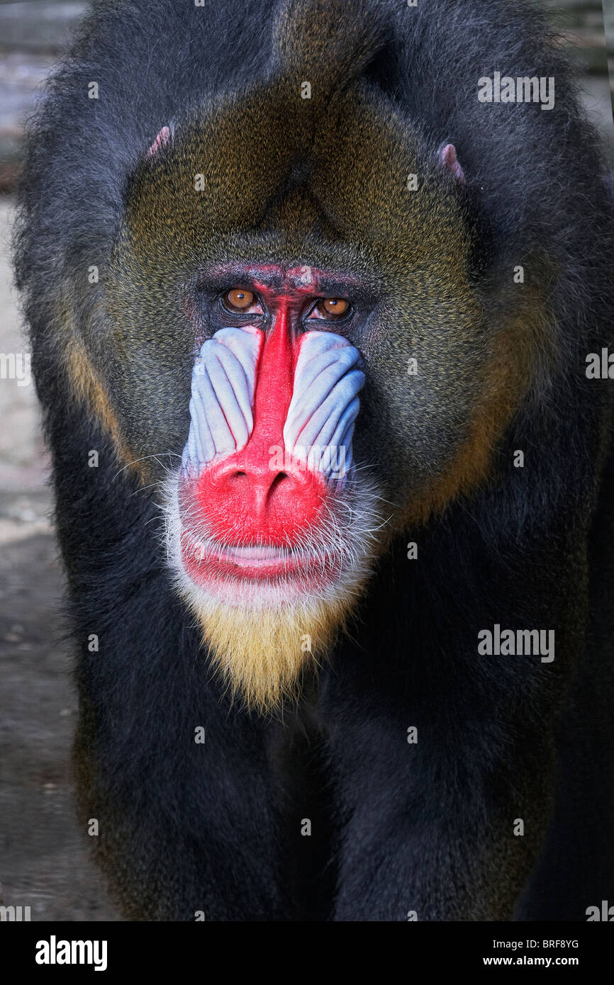 Mandrill (Mandrillus sphinx), close-up Stock Photo - Alamy