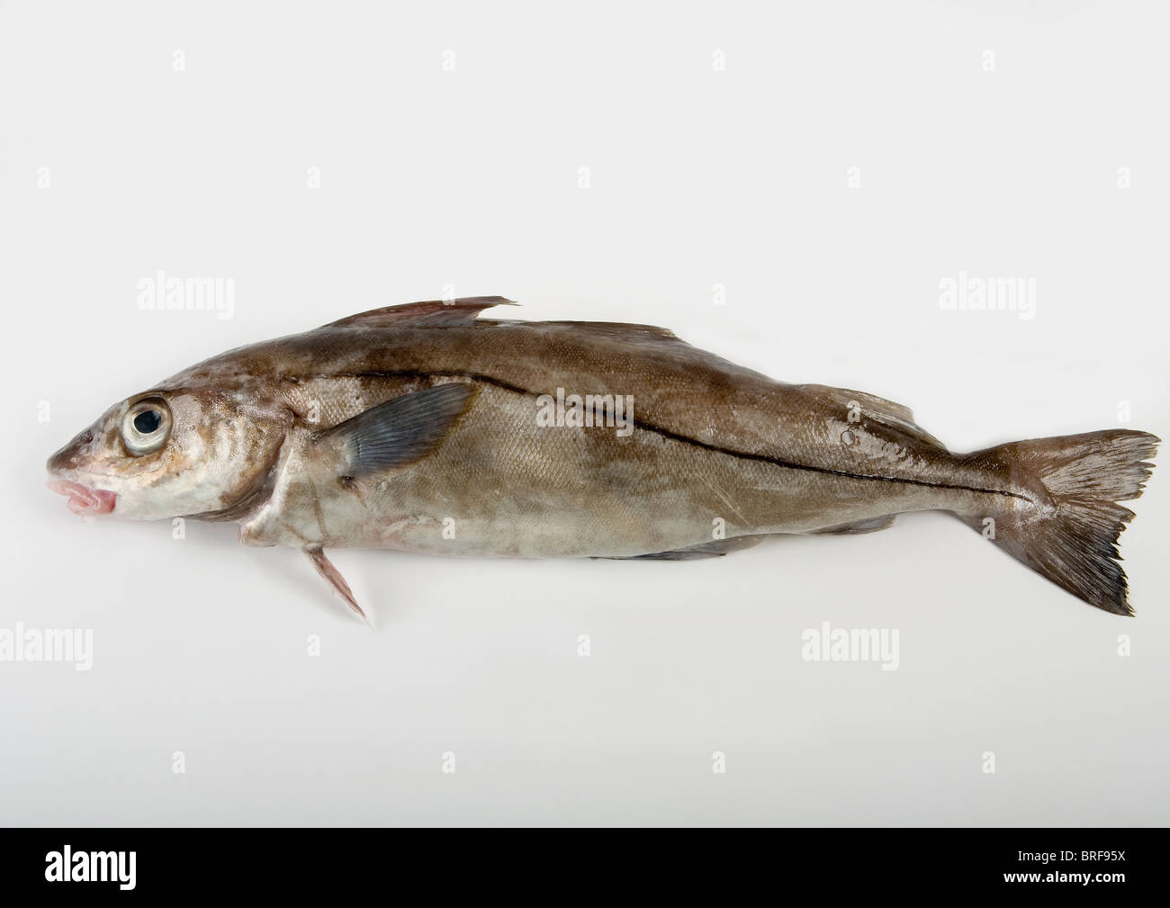 Haddock studio hi-res stock photography and images - Alamy