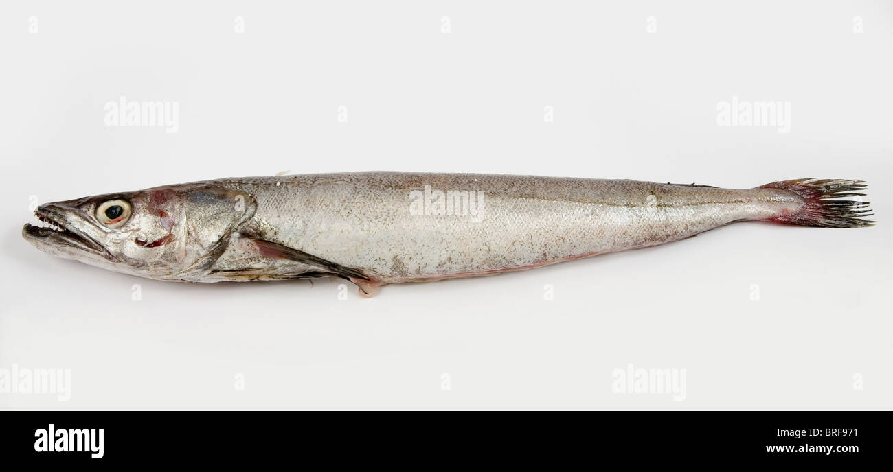 Hake fish hi-res stock photography and images - Alamy