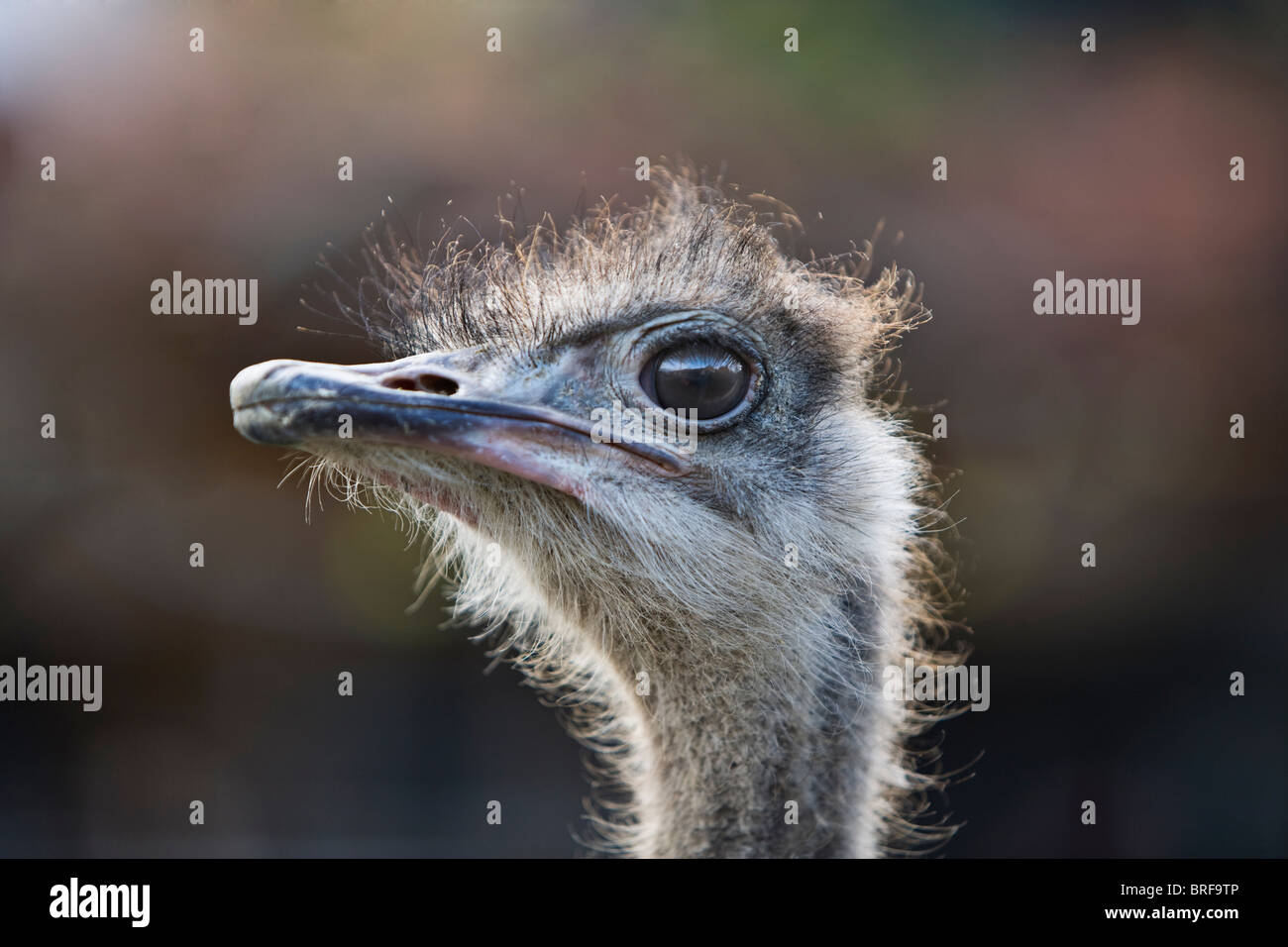Head ostrich (Struthio camelus Stock Photo - Alamy