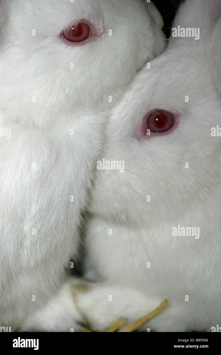 Albino body parts hi-res stock photography and images - Alamy