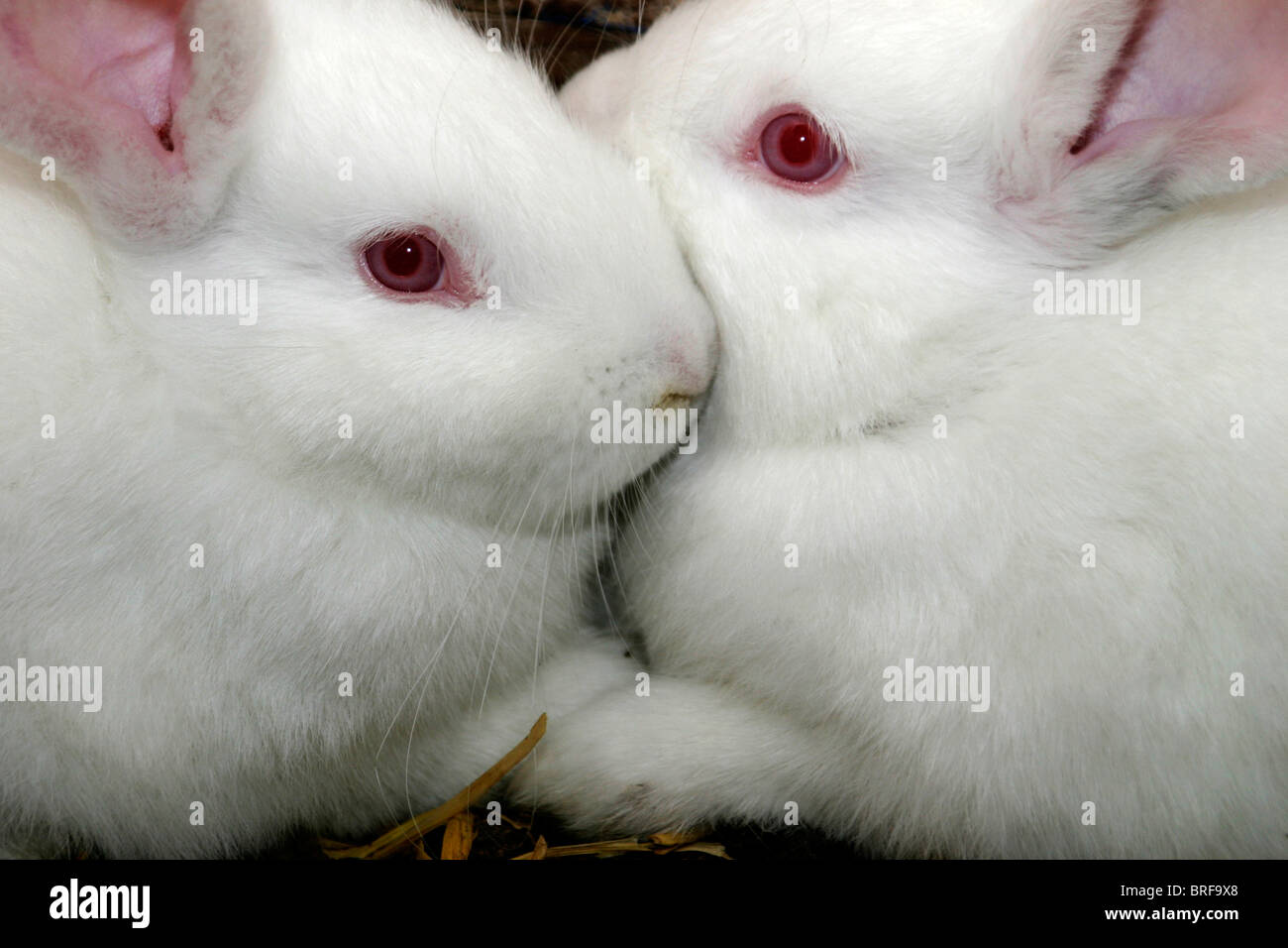 Bunnies kissing hi-res stock photography and images - Alamy