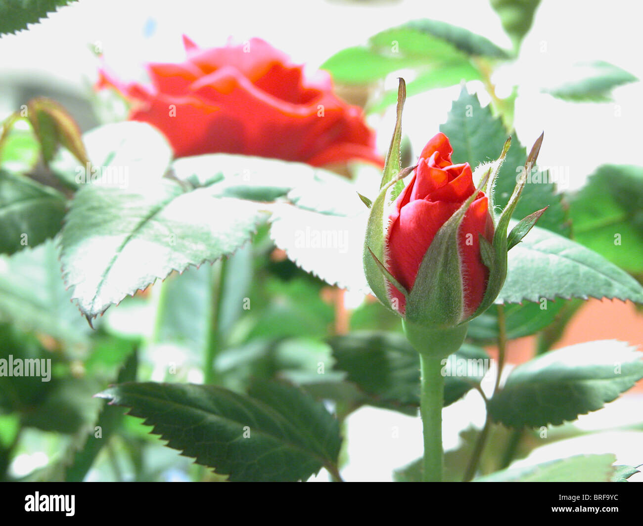Rose and its parts hi-res stock photography and images - Alamy
