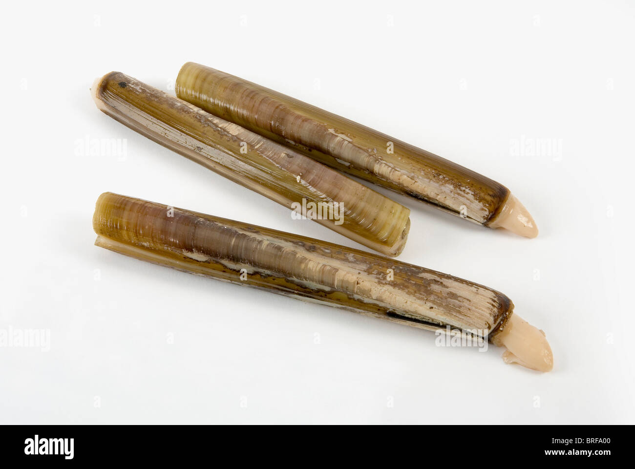 Razor clam hi-res stock photography and images - Alamy