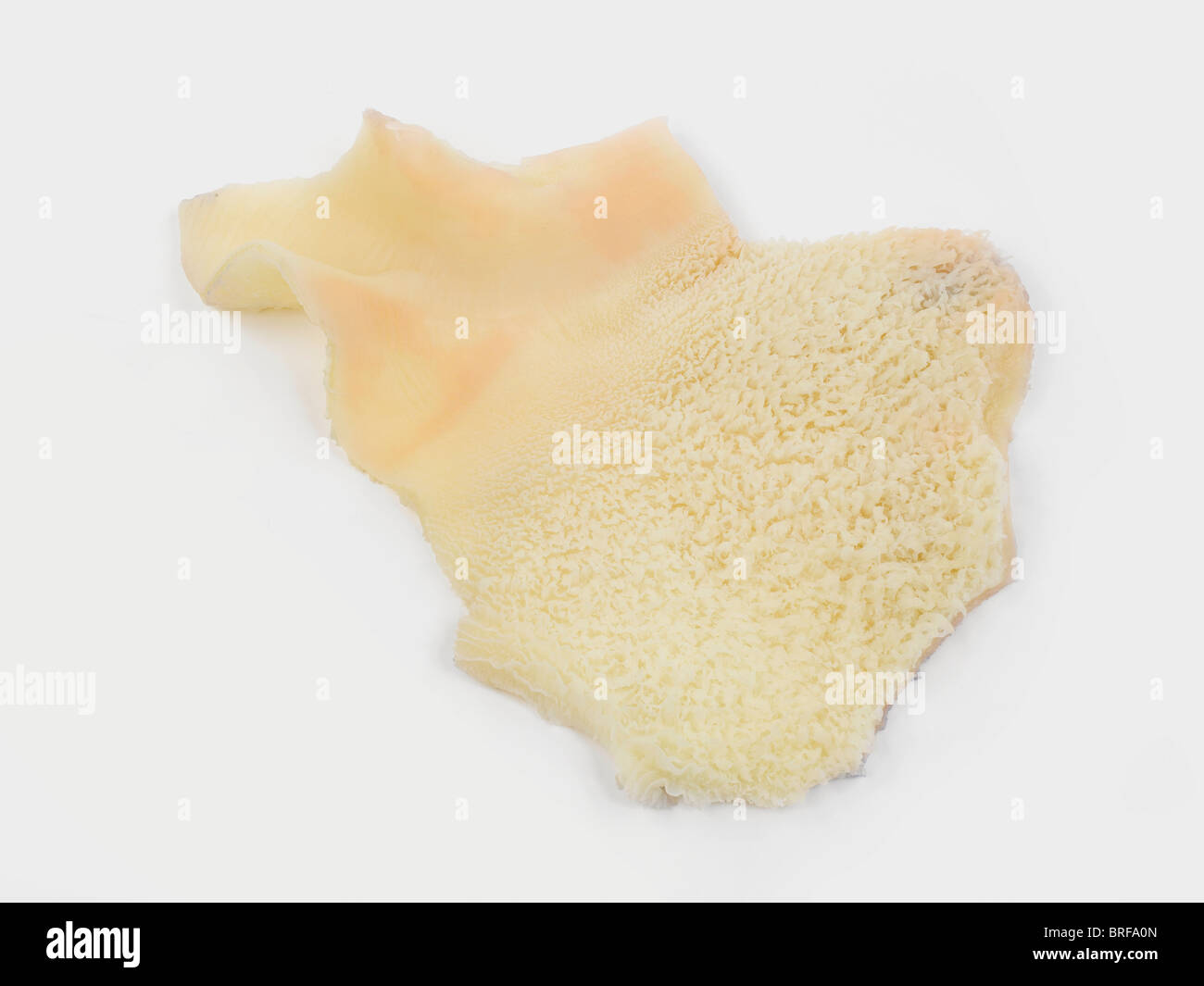 Beef tripe on white background Stock Photo - Alamy