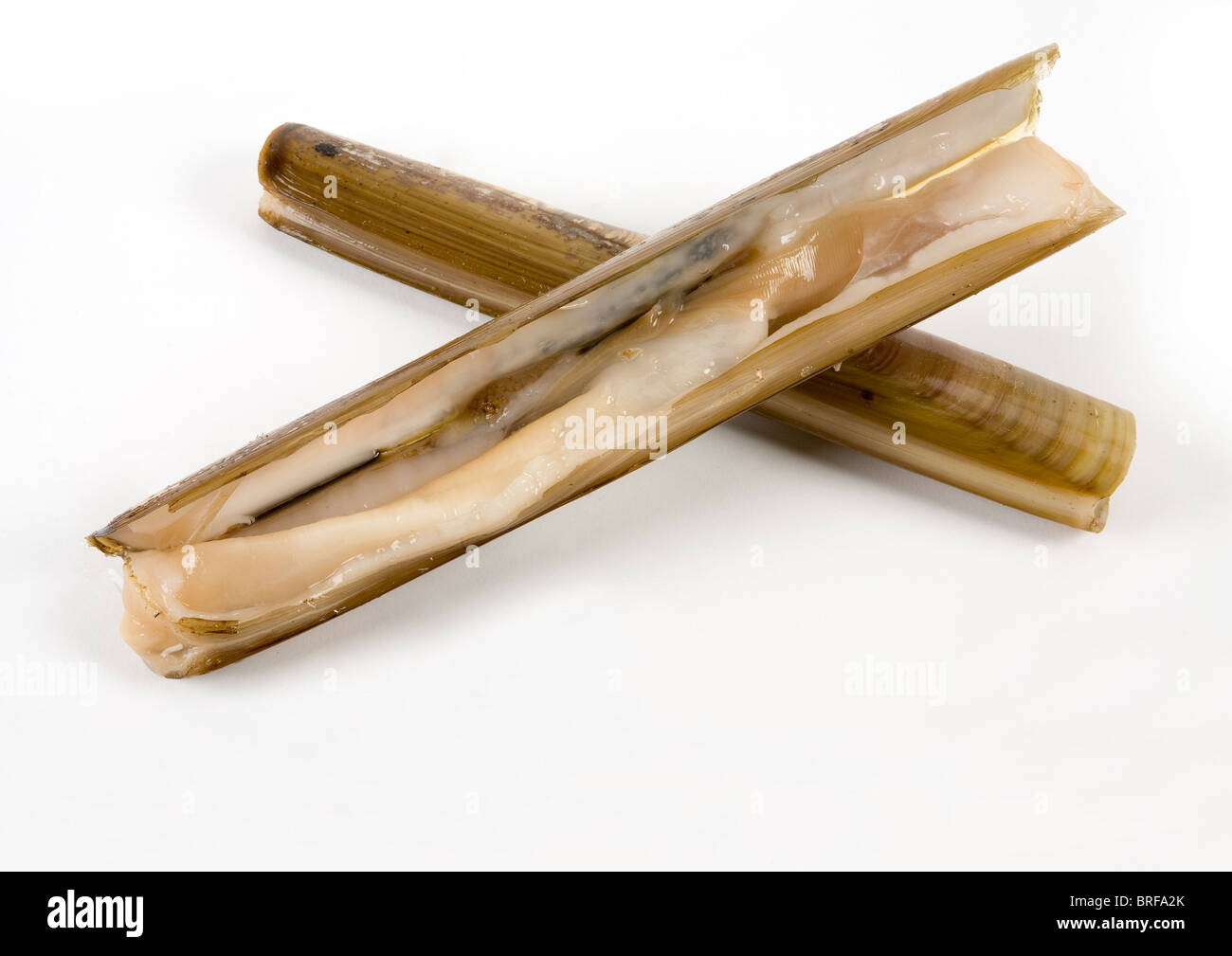 Razor clams on white background Stock Photo - Alamy