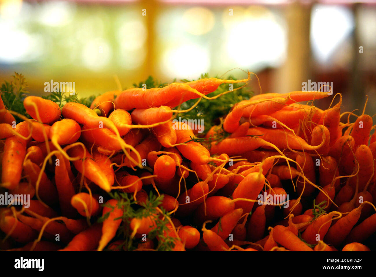 Carrots with carrot greens stacked in piles lying for sale at farmers ...