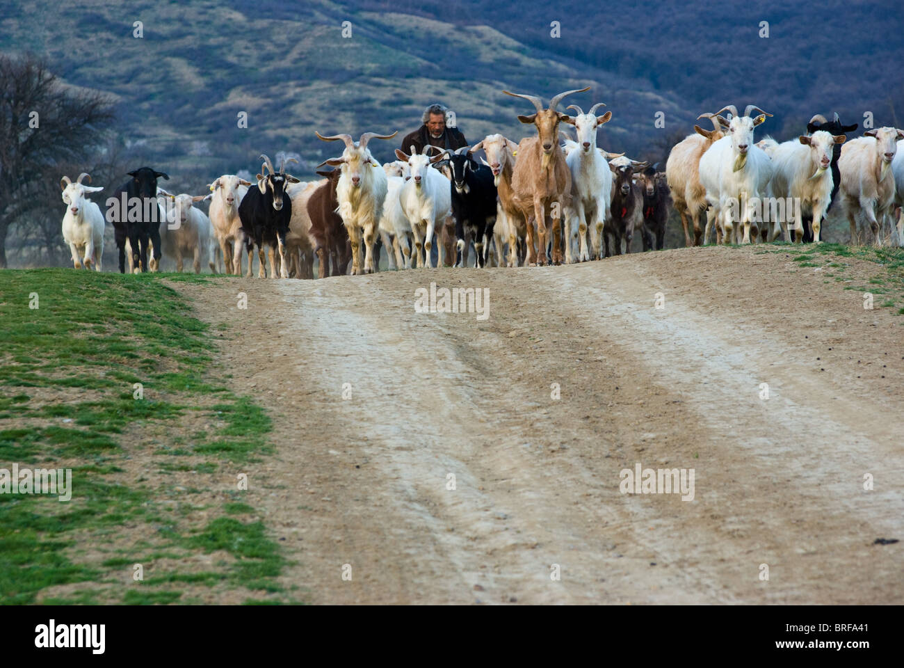 flock of goats Stock Photo - Alamy