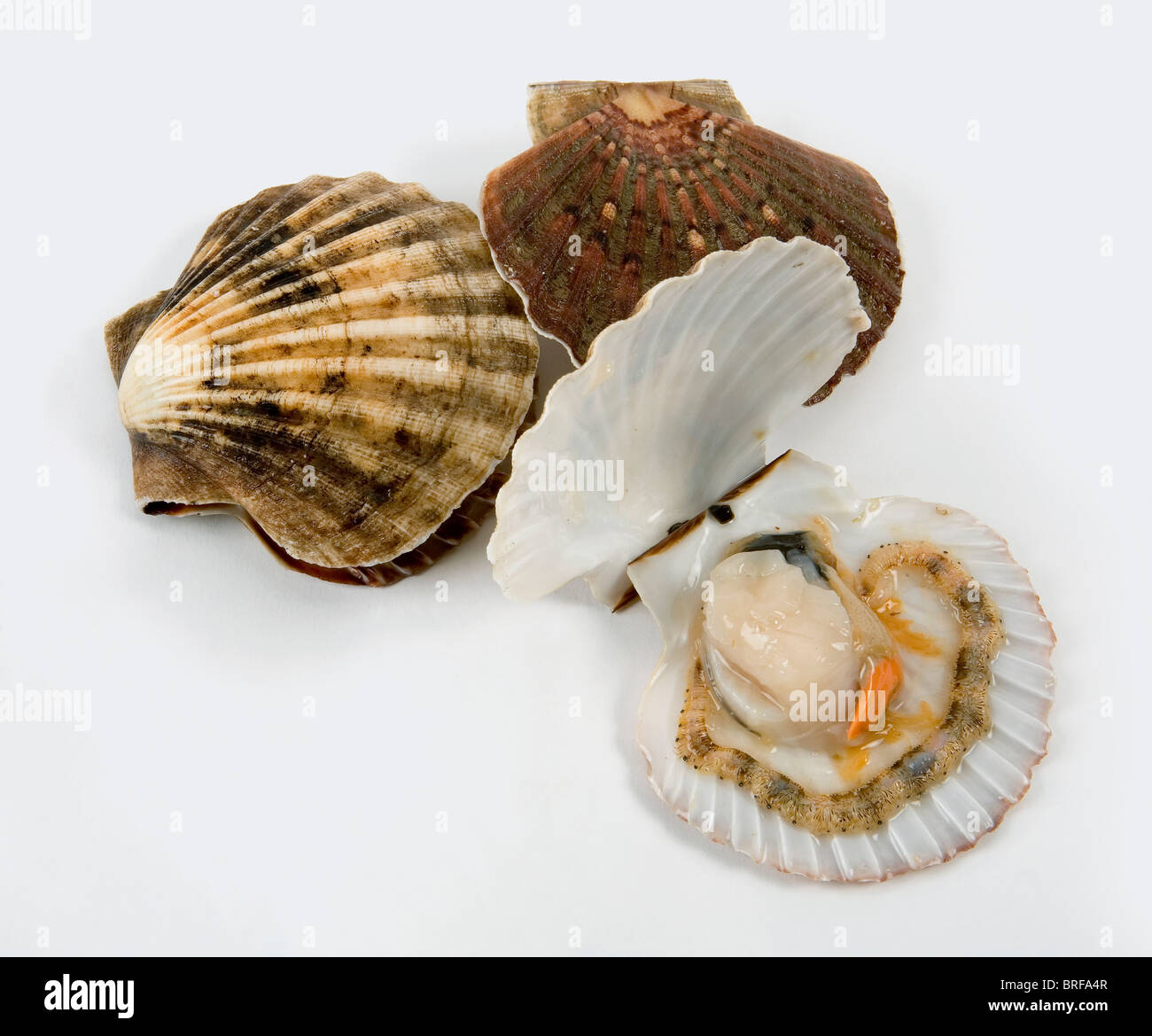Scallops white background hi-res stock photography and images - Alamy