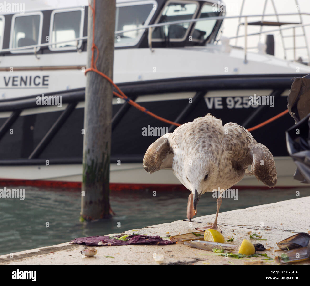 Seagull feeding on restaurant rubbish along Venice canal Stock Photo ...