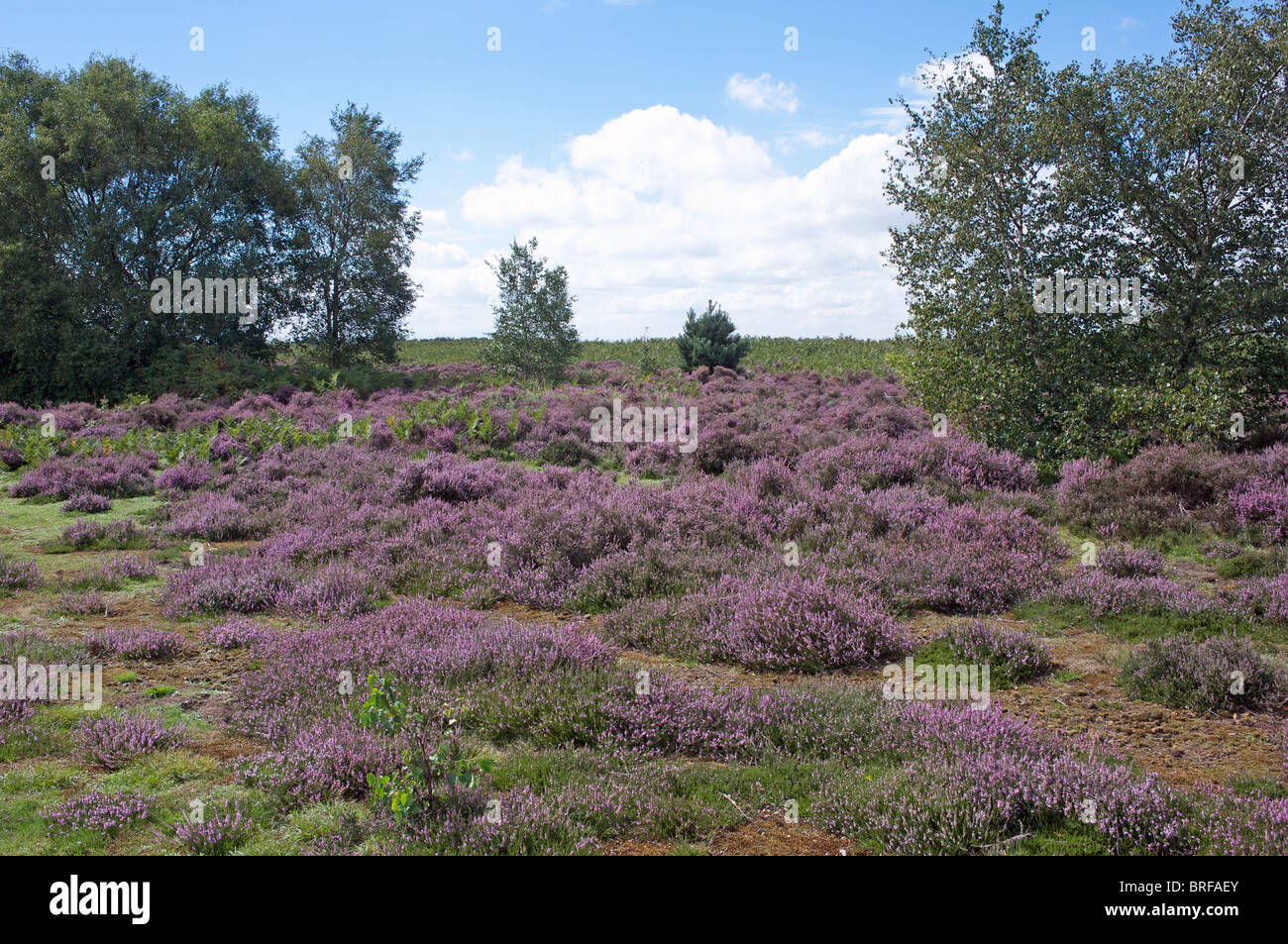 Sutton Heath, Suffolk, England Stock Photo - Alamy