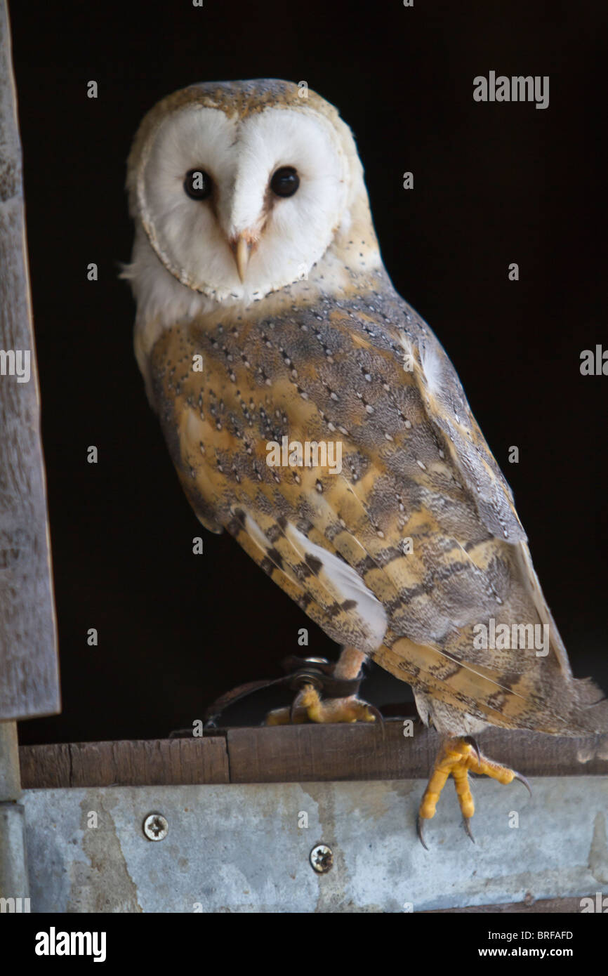 Barn Owl sitting on Barn Door Stock Photo - Alamy