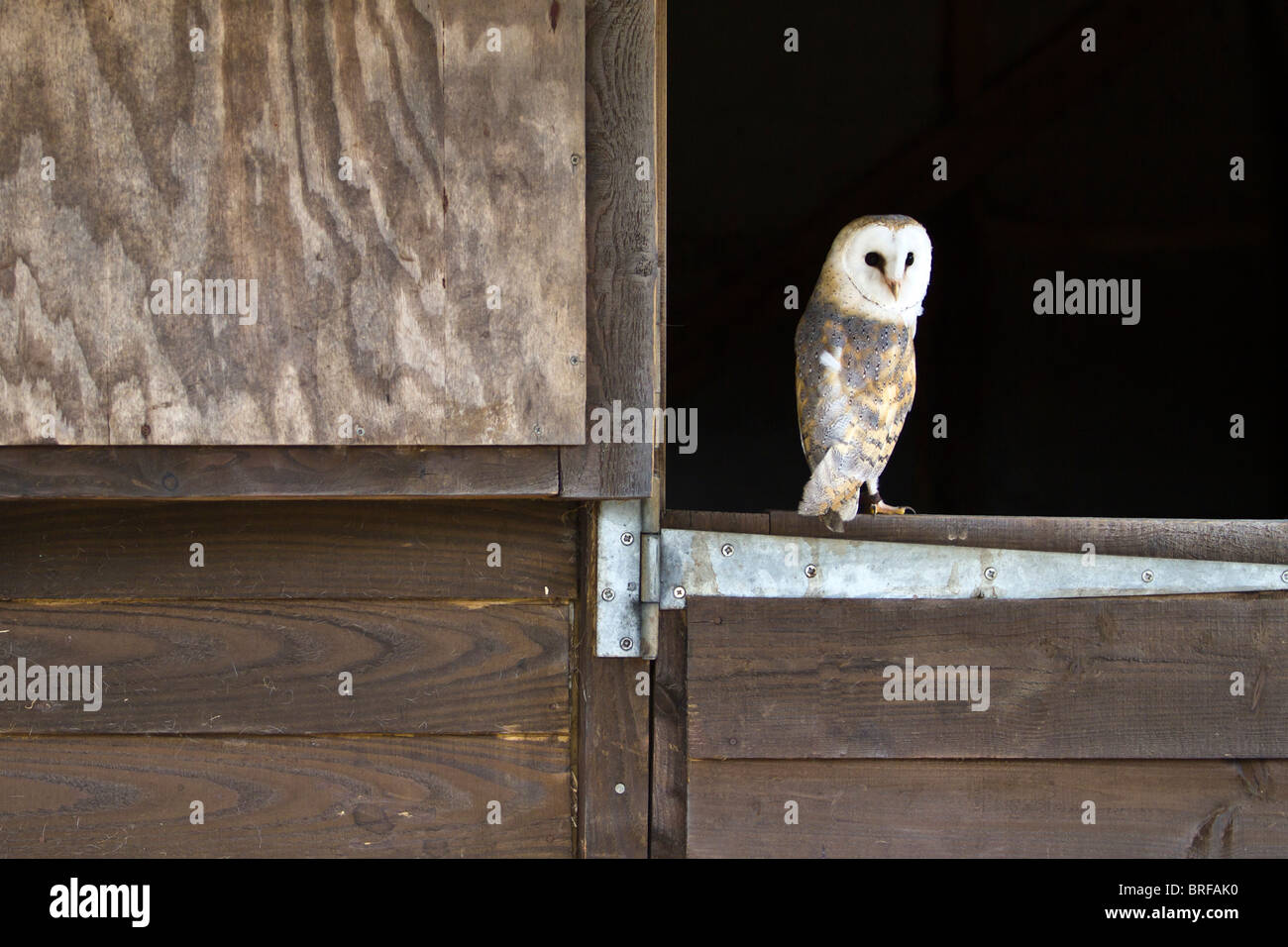 Barn Owl sitting on Barn Door Stock Photo - Alamy