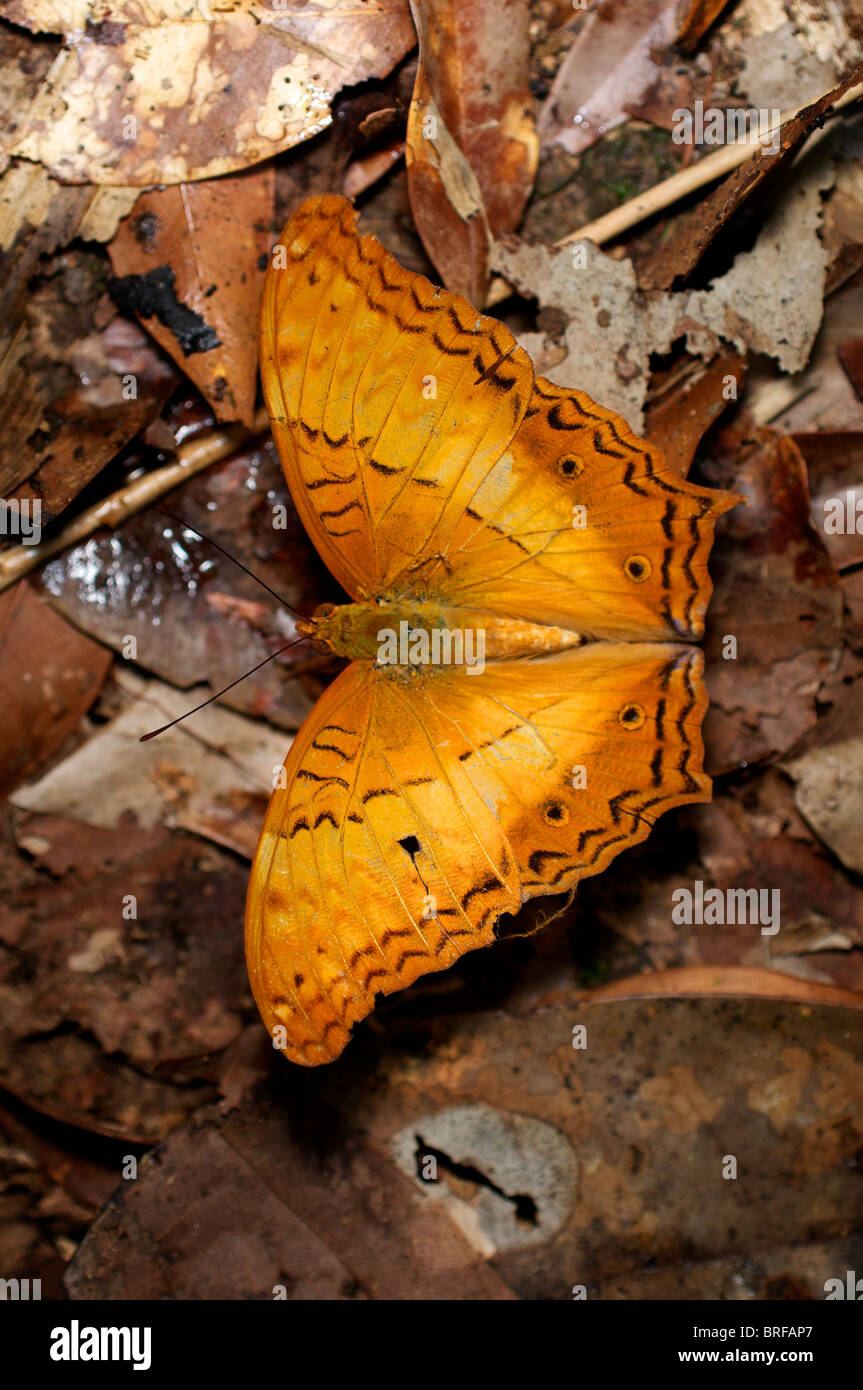 Male Common Cruiser buterfly, Vidula erota erota. This butterfly of the ...