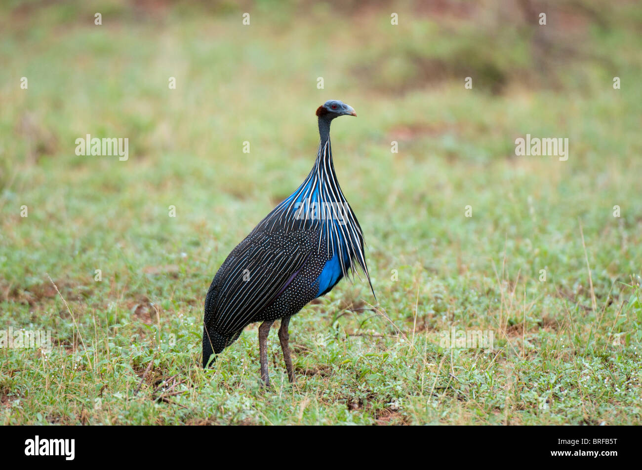 Vulturine Guineafowl (Acryllium vulturinum), Samburu National Park ...