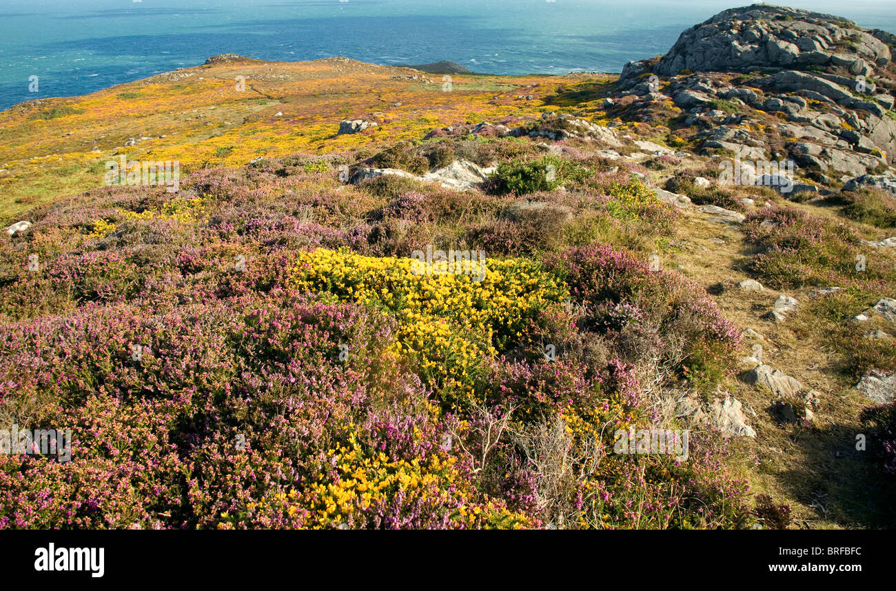 Carn Llidi tor looking north west, St David's Head, Pembrokeshire ...