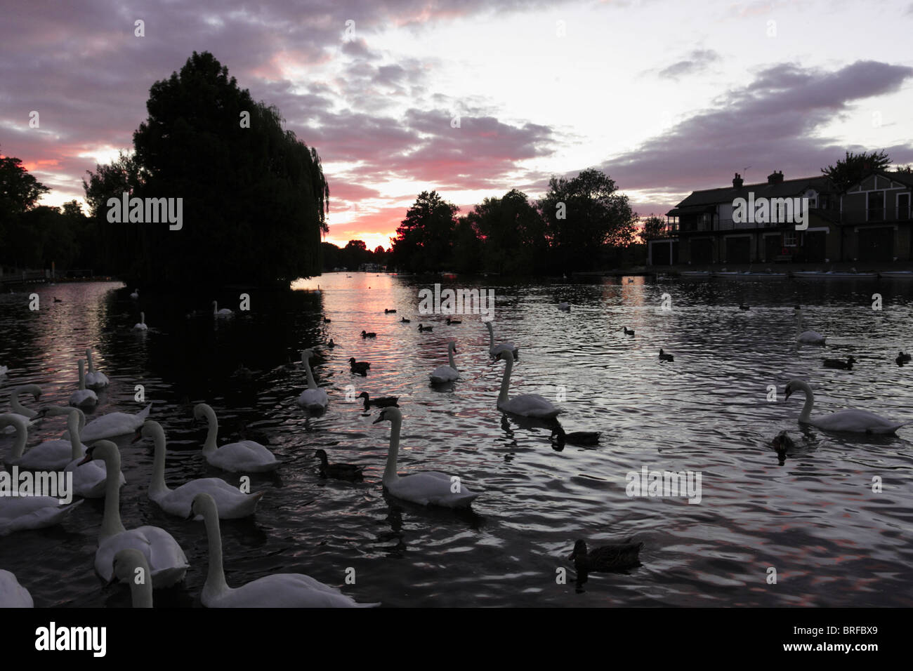 The River Thames at Windsor at sunset Stock Photo - Alamy