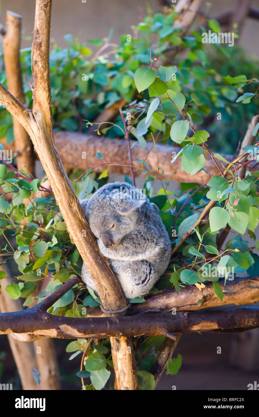 Sleeping Koala (phascolarctos cinereus Stock Photo - Alamy