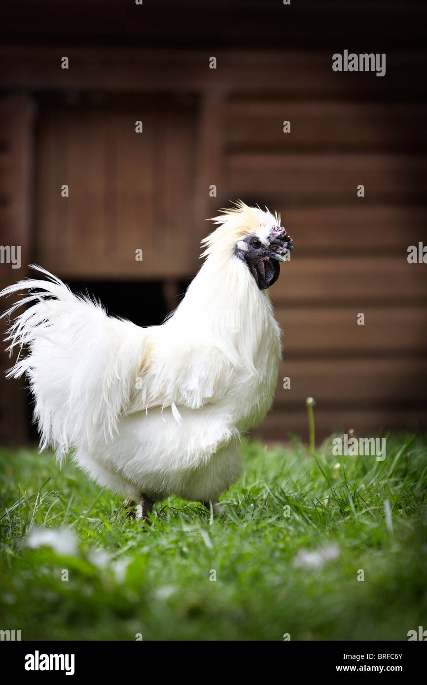 silkie silky chicken Stock Photo - Alamy